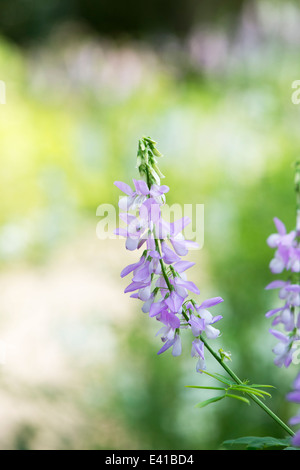 Goat's rue, French lilac, Italian fitch, Professor-weed (Galega ...