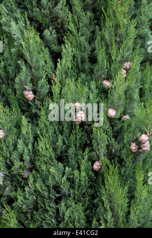 Tree Branches in Avignon, Provence, France Stock Photo - Alamy
