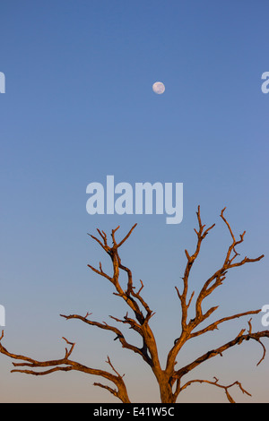 A silhouette of a dead tree and the moon at sunrise near Lake Tahoe ...