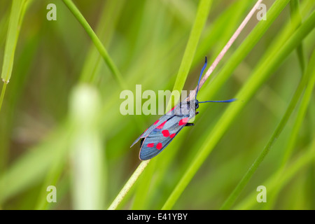 locust butterfly sits on plant, Netherlands Stock Photo - Alamy