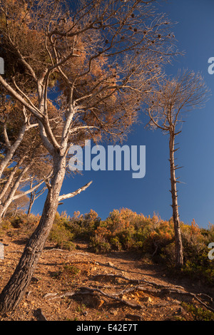 Coastal forest in Morocco, dry pine trees and deep blue sky Stock Photo ...