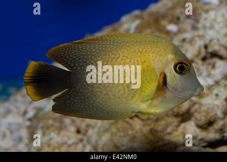 Mimic Lemon Peel Tang, Acanthurus pyroferus, Acanthuridae, Pacific ...