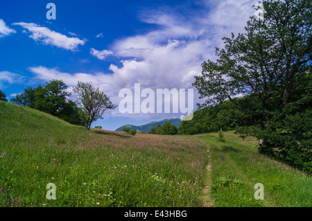 Nice meadow grass with flowers in Mongolia Stock Photo - Alamy