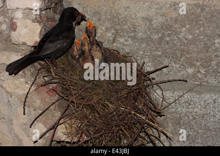 Blackbird nesting and chick rearing Stock Photo - Alamy
