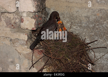 Blackbird nesting and chick rearing Stock Photo - Alamy