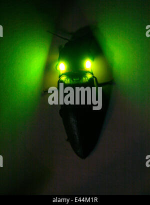 Tropical luminous click beetle {Pyrophorus sp} showing bioluminescence ...