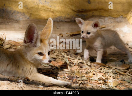FENNEC FOXES NEW BLOODLINE A new fennec fox bloodline has been ...