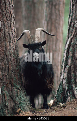 Feral Goat (Capra hircus) male, Inverness-shire, Scotland, July Stock ...
