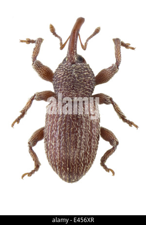 Coleoptera; Curculionidae; Strophosoma cidasense; L: 3mm; Paratype ...