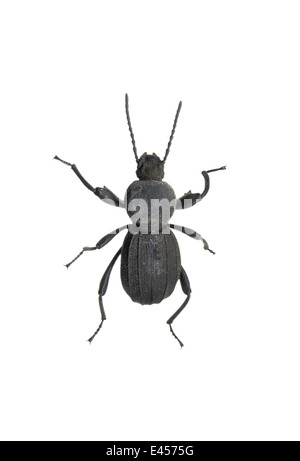 Coleoptera; Tenebrionidae; Scaurus punctatus; Fabricius 1798; Male ...
