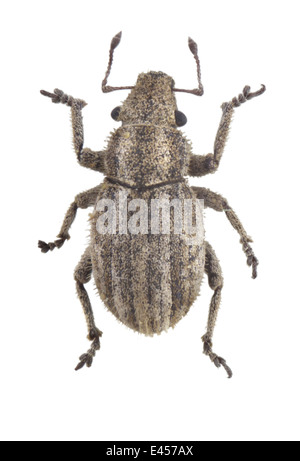 Coleoptera; Curculionidae; Strophosoma cidasense; L: 3mm; Paratype ...