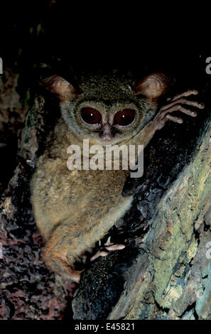 Spectral Tarsier, Tarsius spectrum, portrait of rare endemic nocturnal ...