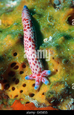 Sea Star (Linckia multiflora) comet, a regenerating Sea Star arm, Great ...