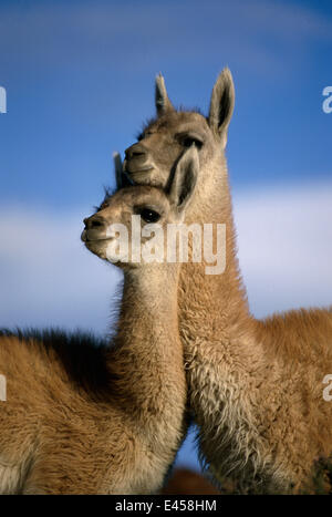 Guanaco (Lama guanicoe) two juveniles, Torres Del Paine National Park ...