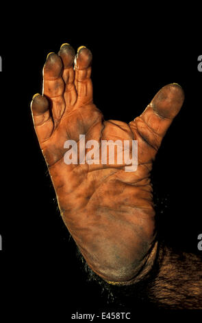 Chimpanzee (Pan troglodytes) detail of foot Stock Photo - Alamy