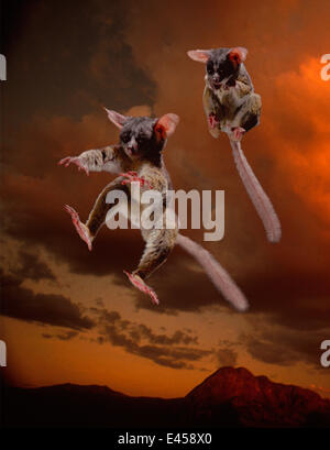 Lesser Northern Bushbaby (Galago senegalensis) On tree branch - close ...