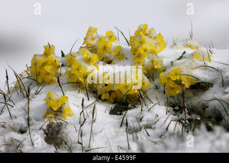 Alpine flowers (Draba sp) in the snow, Hohe Tauern National Park ...