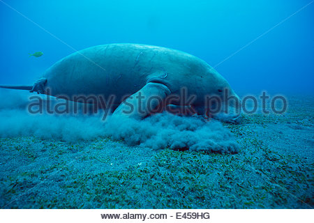 Dugong Sea Cow feeding on the shallow sea grass field Gnathanodon Stock ...
