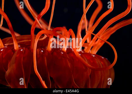 Deepsea medusa jellyfish {Atolla manubrium} Gulf of Maine, Atlantic ...