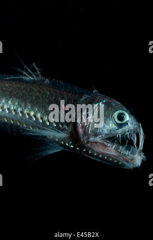 Viperfish (Chauliodus sloani) - deep sea specimen from Portugal Stock ...