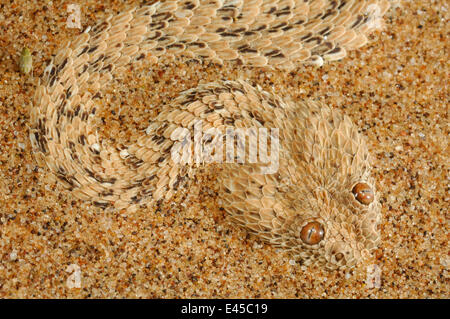 Dwarf puff adder / Peringueys Sidewinding Adder (Bitis peringueyi ...