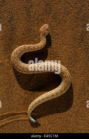 Dwarf puff adder / Peringueys sidewinding adder (Bitis peringueyi ...