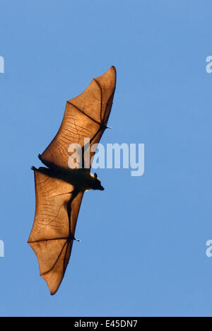 Madagascar Flying Fox (Pteropus rufus) flying, Berenty Reserve ...