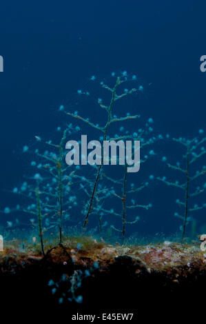 Wreck of tugboat ''Blue Plunder'', Nassau, Bahamas. One year after ...