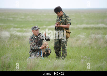 Newborn Saiga antelope (Saiga tatarica) being weighed by staff of the ...