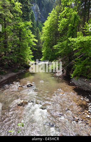 Hornad River flowing through the Hornad Canyon, Slovak Paradise ...