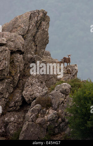 Mouflon habitat, Parc naturel regional du Haut-Languedoc, Caroux ...