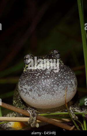 amphibians frog bloated Stock Photo - Alamy