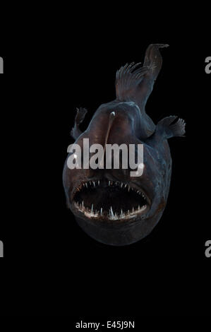 teeth of deep sea anglerfish or black seadevil, Diceratias pileatus ...