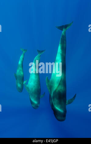 Three Shortfin pilot whales (Globicephala macrorhynchus) Canary Islands ...
