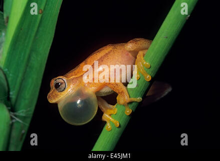 amphibians frog bloated Stock Photo - Alamy