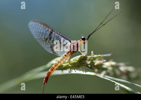 Mayfly (Ephemera lineata) on grass seed, Lagadin region, Lake Ohrid ...