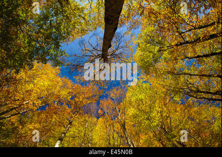 Looking up at European beech tree canopy {Fagus sylvatica} with ...