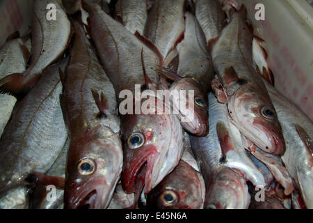 Whiting sea fish (Merlangius merlangus Stock Photo: 30236161 - Alamy