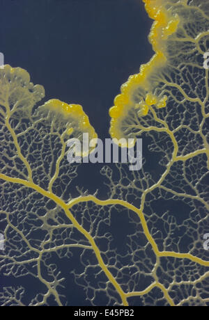 Yellow Slime Mould (Physarum polycephalum) Growing and Network Forming ...