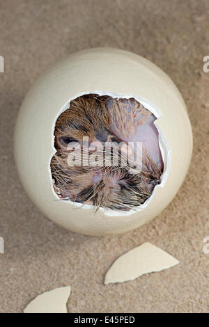 Ostrich (Struthio camelus) chick hatching from egg, Africa, captive ...