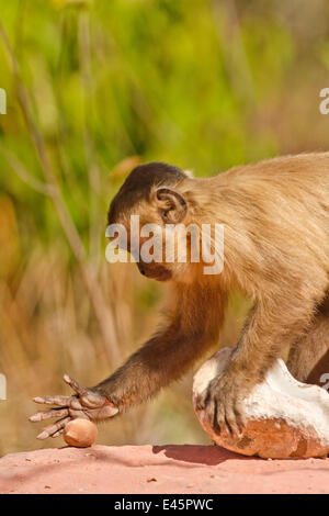 Brown Capuchin (Cebus apella) holding onto Native Amazonian girl's arm ...