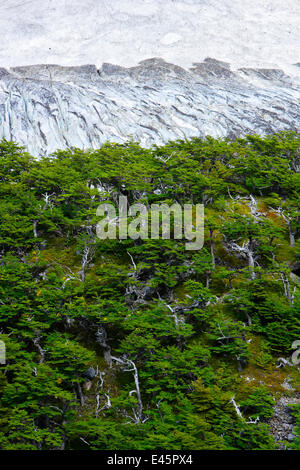 Lenga Beech (Nothofagus pumilio) ice-covered leaves, Torres del Paine ...