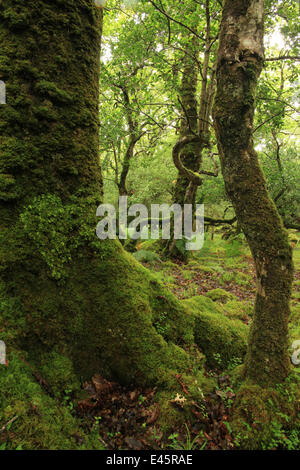 Heart-shaped patch of lungwort (Lobaria virens) on the moss-covered ...