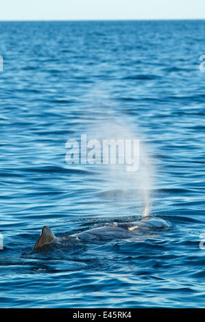 Sperm Whale (Physeter macrocephalus) spouting, Sri Lanka Stock Photo ...