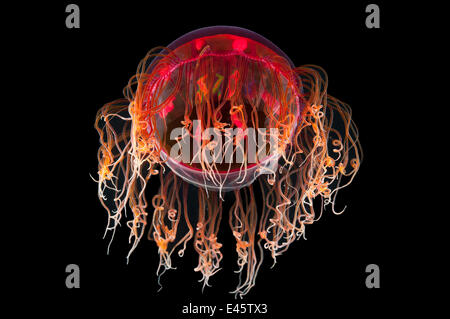 Hydromedusa / Trachymedusa (Crossota sp) from approx 2700m, mid ...