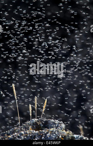 Swarm of Midges (Chironomidae) flying around grass stems. Lake Myvatn ...