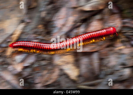 Giant millipede {Aphistogoniulus sp} on tree trunk in lowland ...