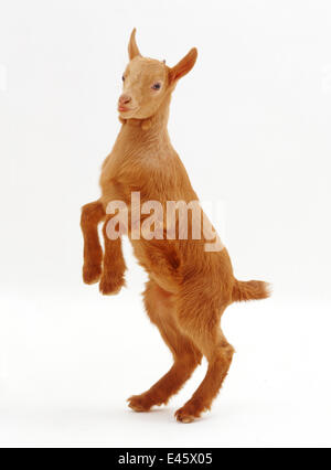 white goat standing on hind legs Stock Photo: 22304421 - Alamy