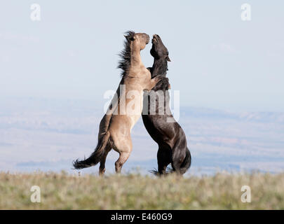 Wild Mustang horse rearing, Pryor mountains, Montana, USA. June Stock ...