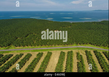 New Britain Oil Palm Limited palm plantation, near Kimbe, West New ...